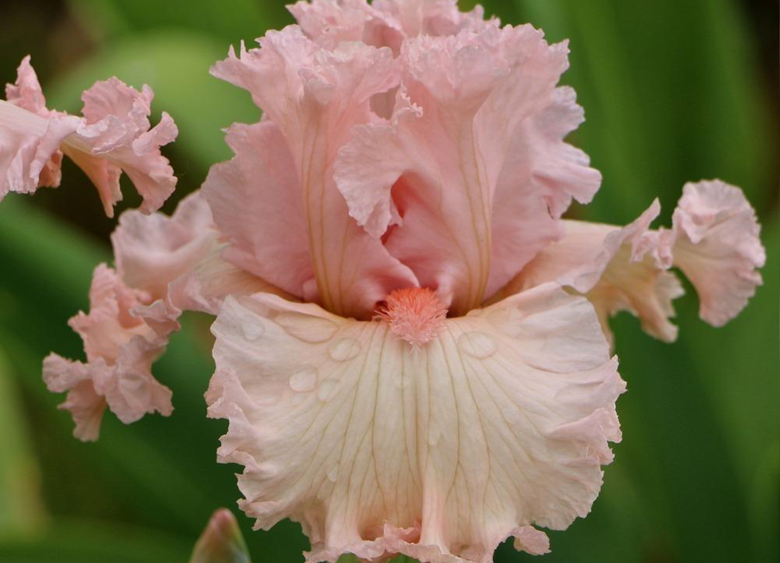 Annual Show – Bluegrass Iris Society